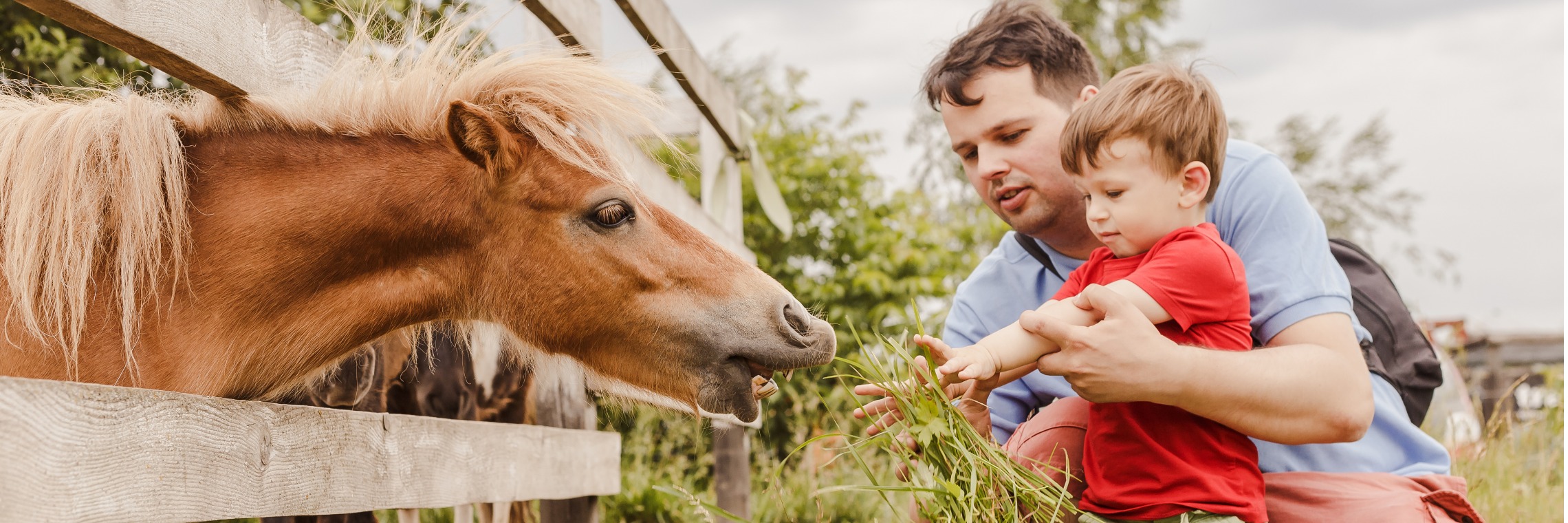 Ce qu'il faut savoir sur la création d'une ferme pédagogique