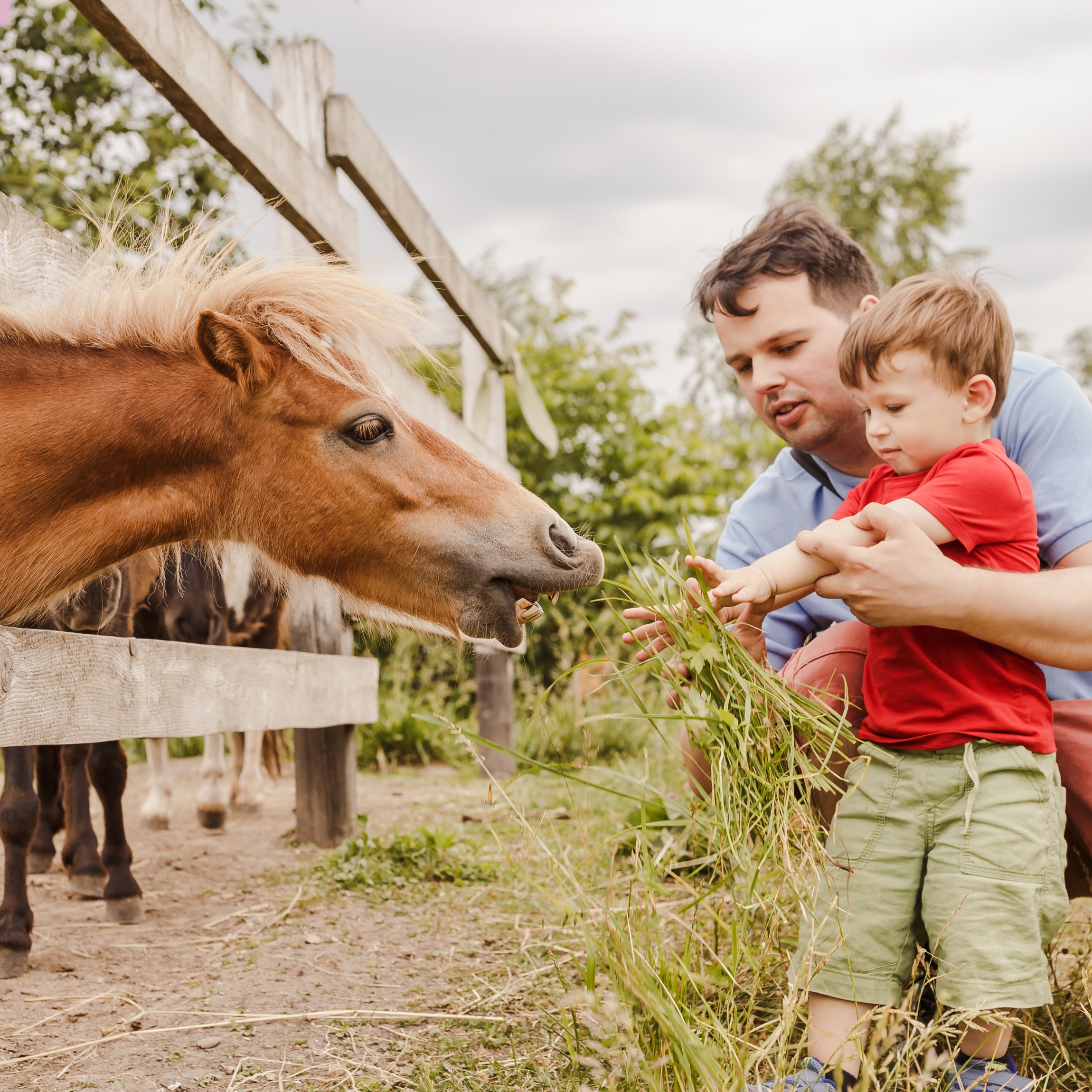 Ce qu'il faut savoir sur la création d'une ferme pédagogique