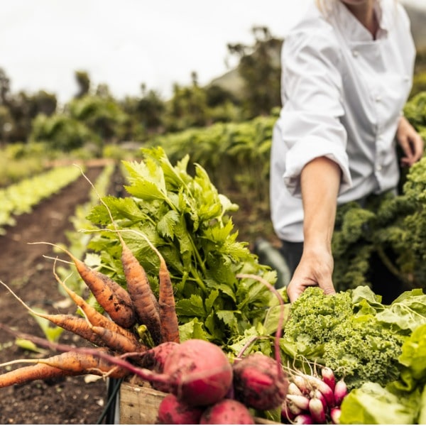 Comment devenir maraîcher : les 8 points à savoir